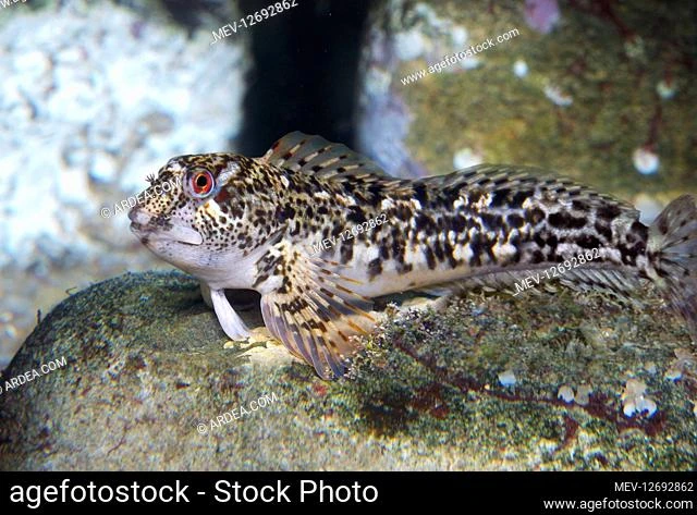 Shanny | NatureRules1 Wiki | Fandom