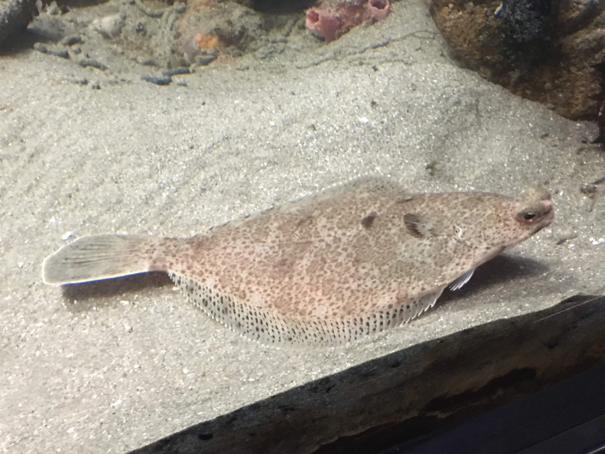 Stone Flounder | NatureRules1 Wiki | Fandom
