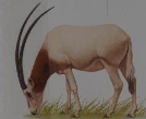 Scimitar-horned Oryx | NatureRules1 Wiki | Fandom