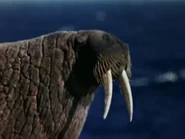 Walrus | NatureRules1 Wiki | Fandom