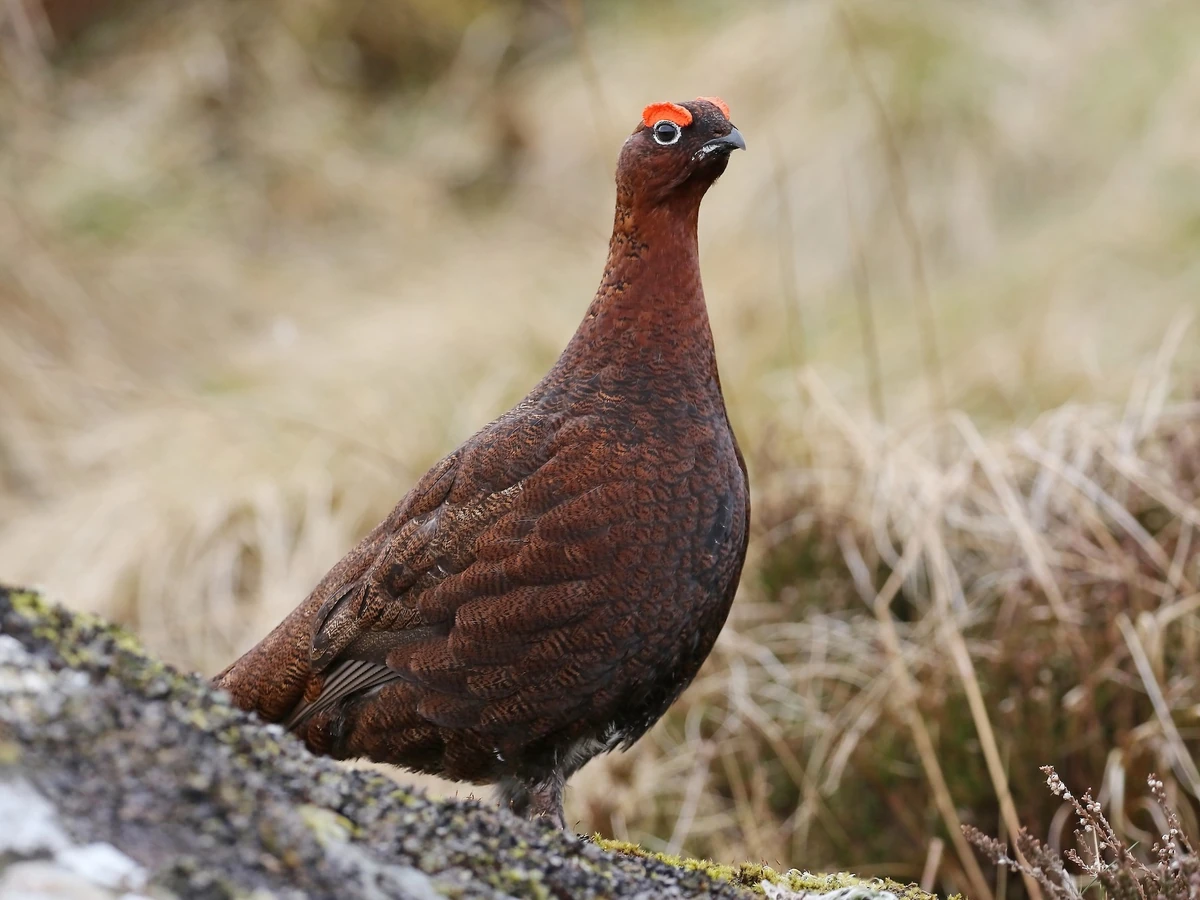 Red Grouse | NatureRules1 Wiki | Fandom