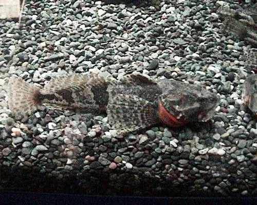 Roughskin Sculpin | NatureRules1 Wiki | Fandom