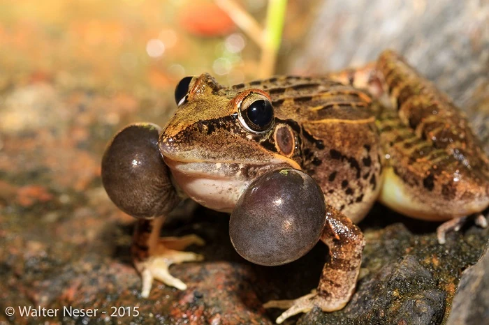 South African Sharp-nosed Frog | NatureRules1 Wiki | Fandom