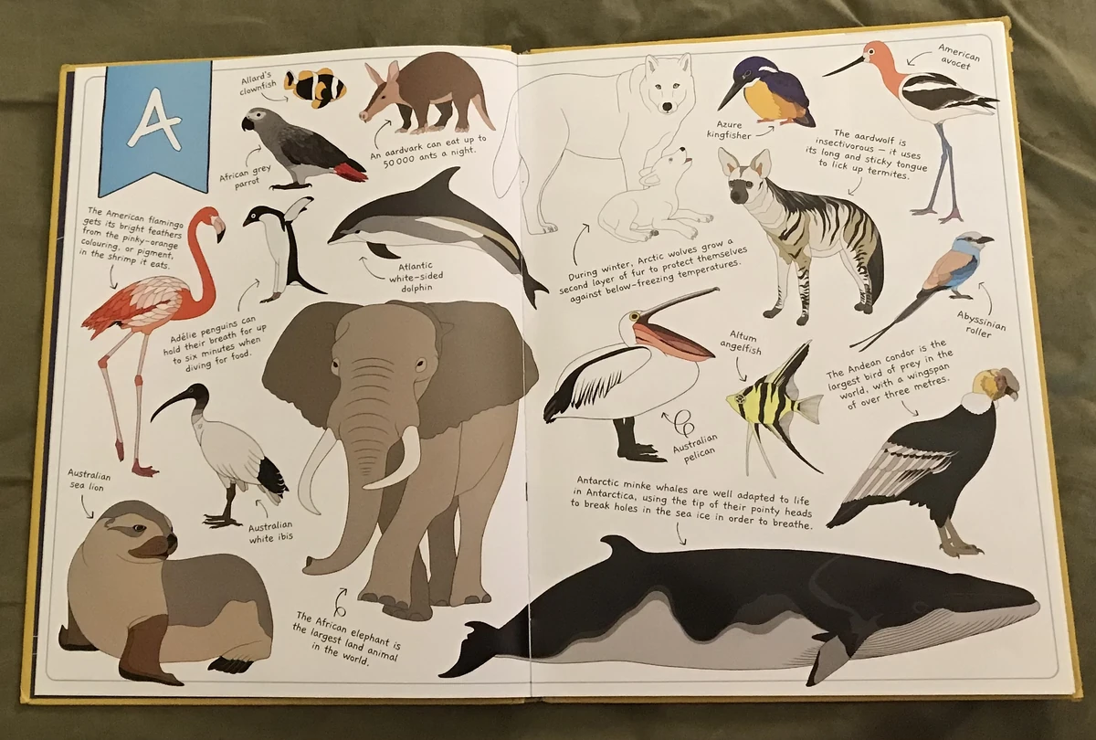 List of Species In The Ultimate Animal Alphabet Book | NatureRules1 ...