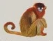 Golden Snub-nosed Monkey | NatureRules1 Wiki | Fandom