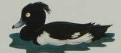 Tufted Duck | NatureRules1 Wiki | Fandom
