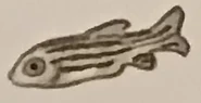 Zebrafish | NatureRules1 Wiki | Fandom