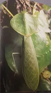 Tropical Shield Mantis | NatureRules1 Wiki | Fandom