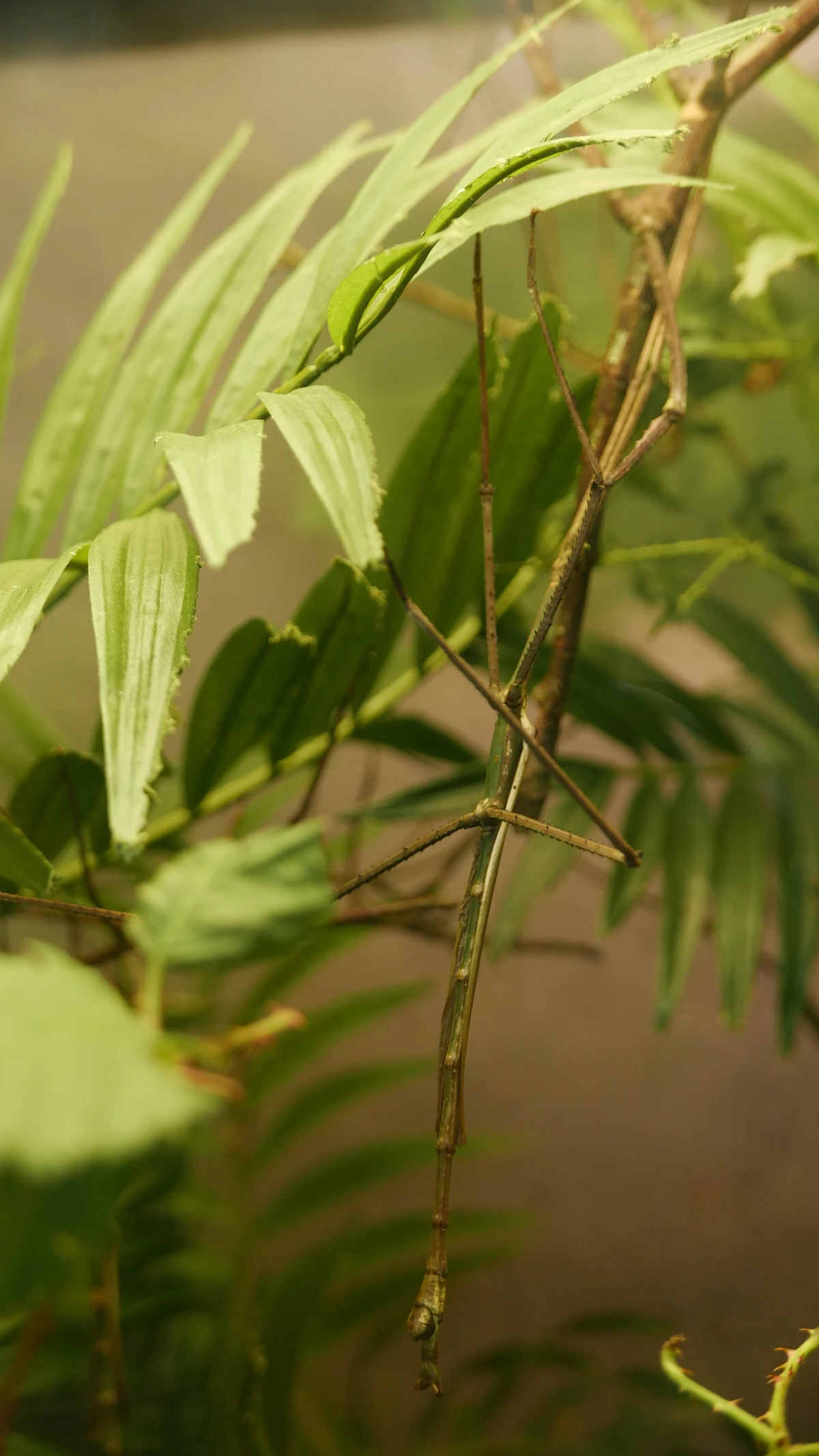 Giant Walkingstick | NatureRules1 Wiki | Fandom