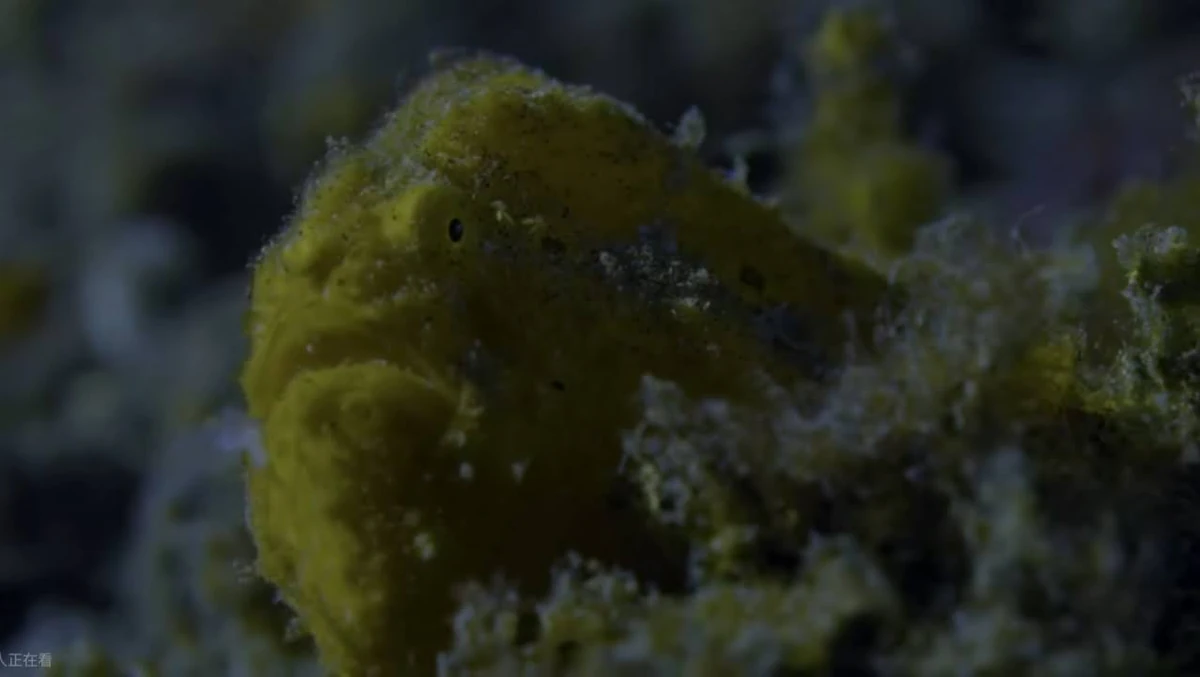 The Spongebob SquarePants Movie | NatureRules1 Wiki | Fandom