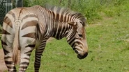 Mountain Zebra | NatureRules1 Wiki | Fandom