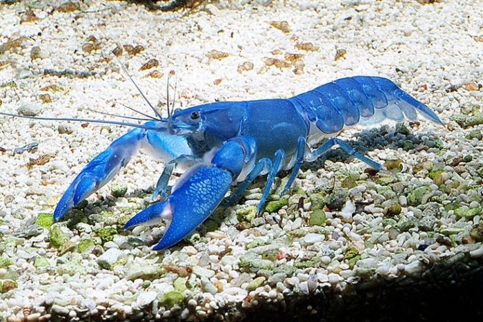 Common Yabby | NatureRules1 Wiki | Fandom