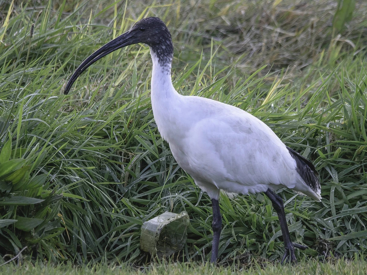 Australian White Ibis | NatureRules1 Wiki | Fandom