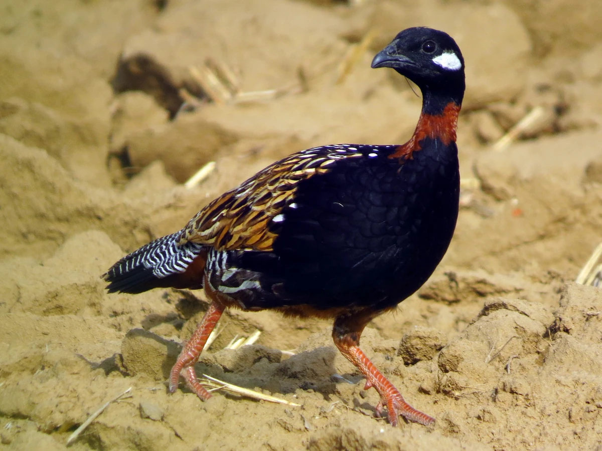 Black Francolin | NatureRules1 Wiki | Fandom