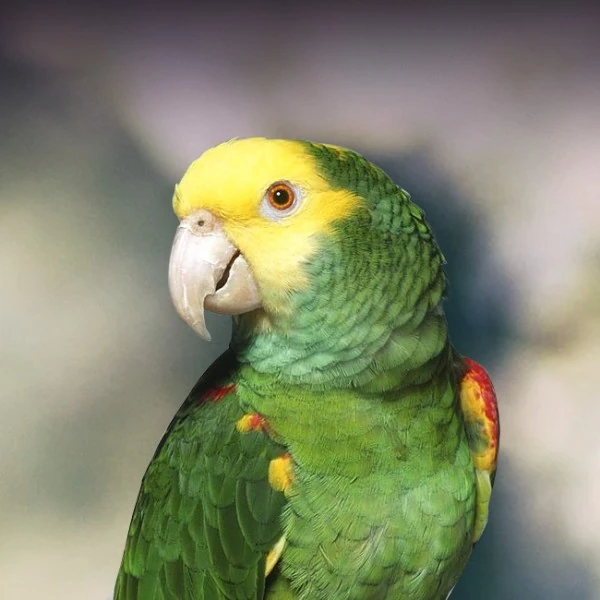 Yellow-headed Amazon | NatureRules1 Wiki | Fandom