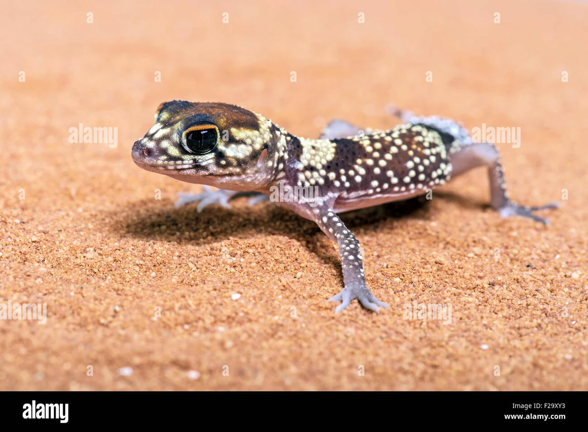 Barking Gecko | NatureRules1 Wiki | Fandom