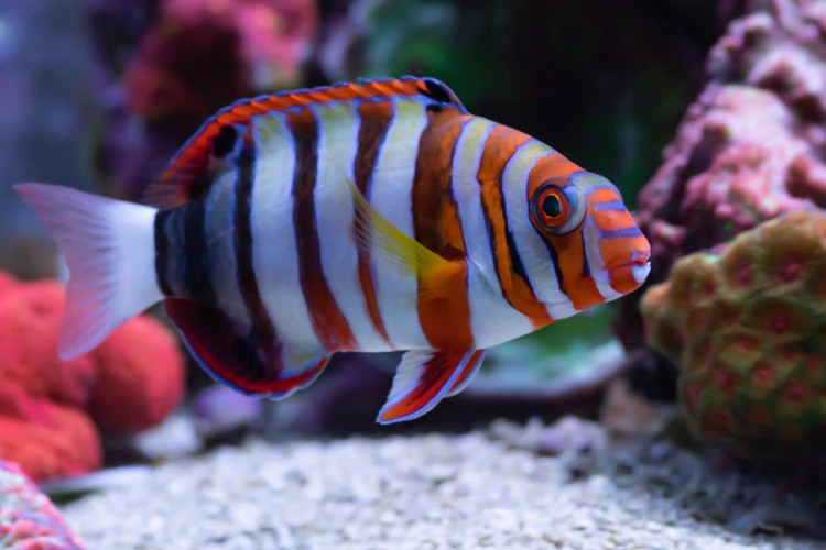 Harlequin Tuskfish | NatureRules1 Wiki | Fandom