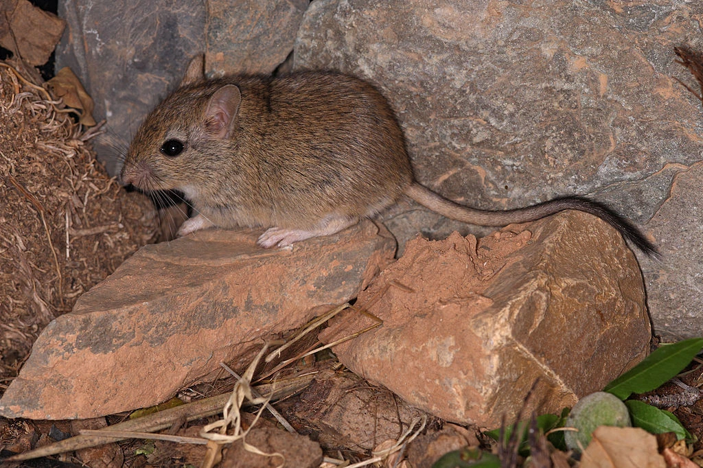 Sundevall's Jird | NatureRules1 Wiki | Fandom