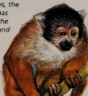 Black-capped Squirrel Monkey | NatureRules1 Wiki | Fandom