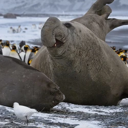 Southern Ocean Animals