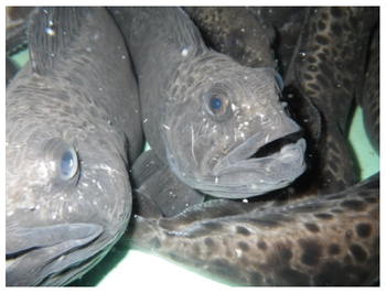 Spotted Wolffish | NatureRules1 Wiki | Fandom