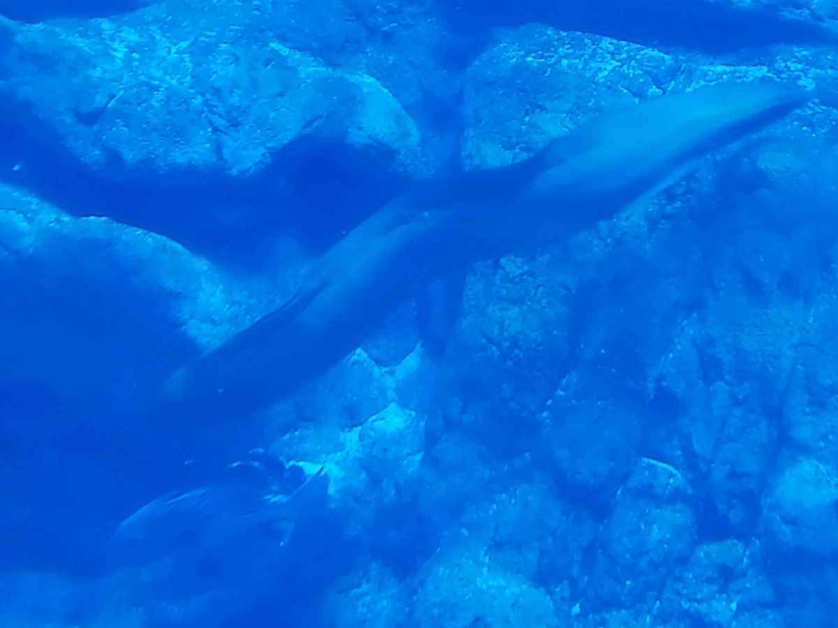 Giant Moray | NatureRules1 Wiki | Fandom