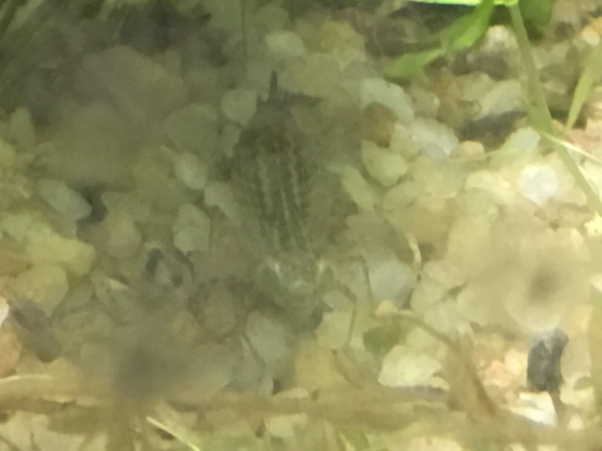 Australian Emperor | NatureRules1 Wiki | Fandom