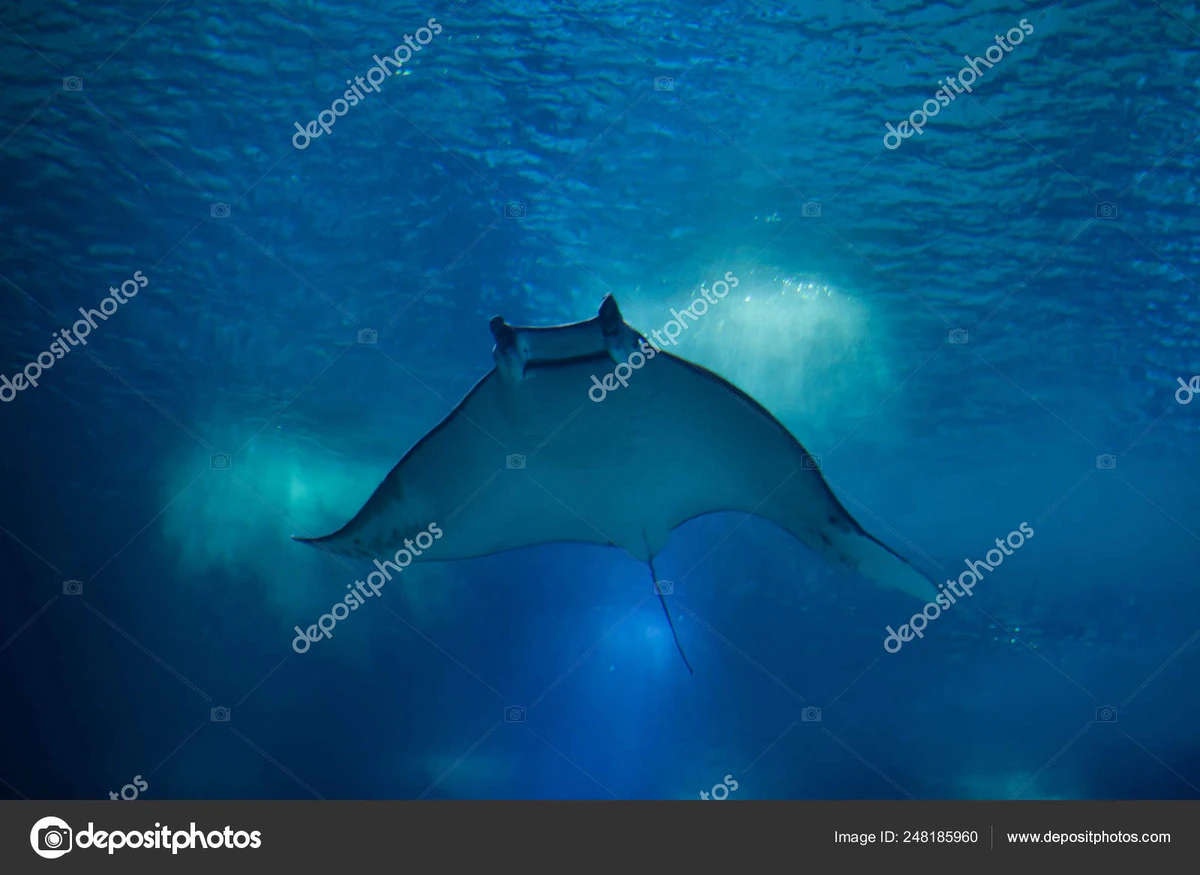 Giant Devil Ray | NatureRules1 Wiki | Fandom
