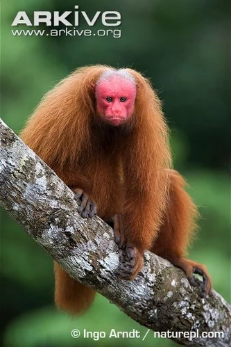 Bald-headed Uakari | NatureRules1 Wiki | Fandom