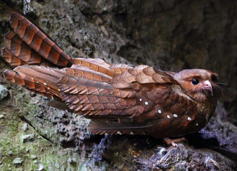 Oilbird