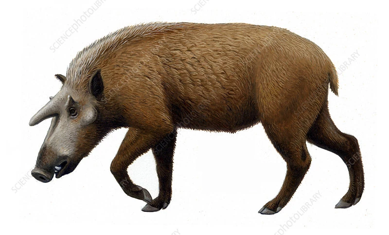 Kubanochoerus | NatureRules1 Wiki | Fandom