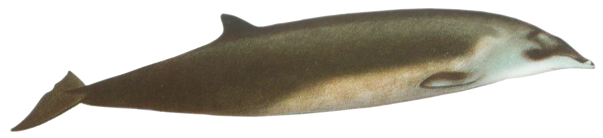 Perrin's Beaked Whale | NatureRules1 Wiki | Fandom