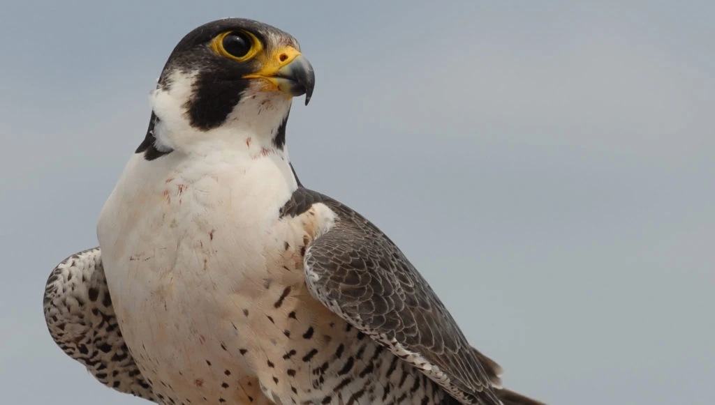 Category:Falcons and Caracaras | NatureRules1 Wiki | Fandom
