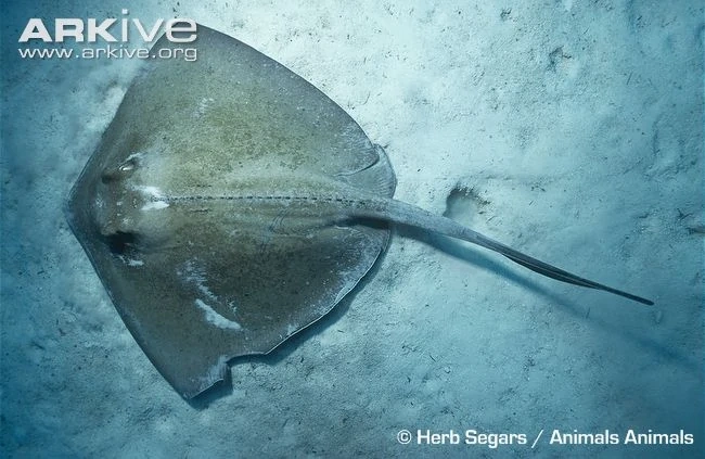 Southern Stingray | NatureRules1 Wiki | Fandom