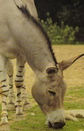 African Wild Ass | NatureRules1 Wiki | Fandom
