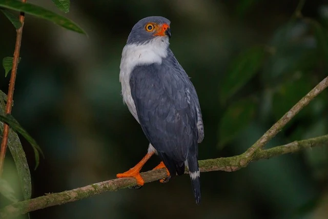 Semiplumbeous Hawk | NatureRules1 Wiki | Fandom