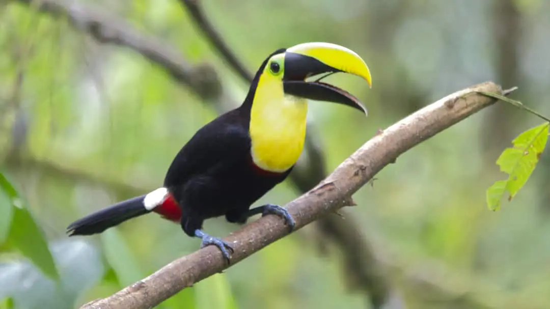 Choco Toucan | NatureRules1 Wiki | Fandom