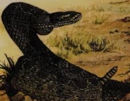 Prairie Rattlesnake | NatureRules1 Wiki | Fandom