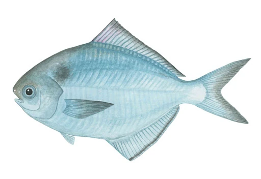 Pacific Rudderfish | NatureRules1 Wiki | Fandom