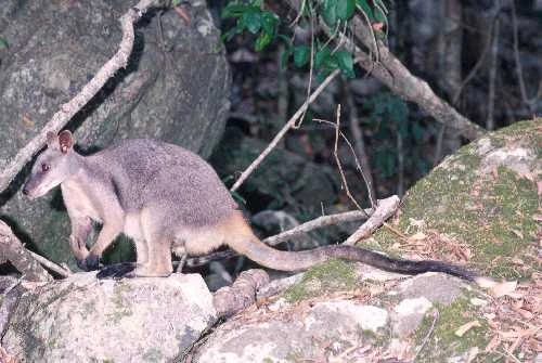 Proserpine Rock Wallaby | NatureRules1 Wiki | Fandom