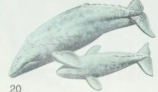 Endless Ocean 2 | NatureRules1 Wiki | Fandom