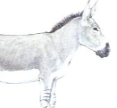 African Wild Ass | NatureRules1 Wiki | Fandom