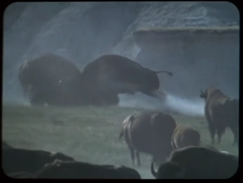 Bison Range | NatureRules1 Wiki | Fandom