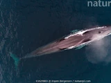 Category:Baleen Whales | NatureRules1 Wiki | Fandom