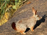 Category:Rabbits and Hares | NatureRules1 Wiki | Fandom