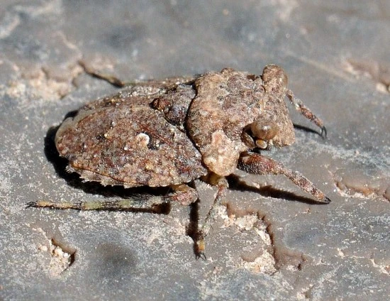 Big-eyed Toad Bug | NatureRules1 Wiki | Fandom