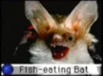 Fish-eating Myotis | NatureRules1 Wiki | Fandom