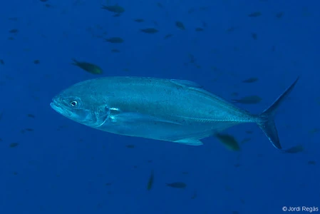 Guinean Amberjack | NatureRules1 Wiki | Fandom