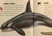 Dolphin Reef | NatureRules1 Wiki | Fandom