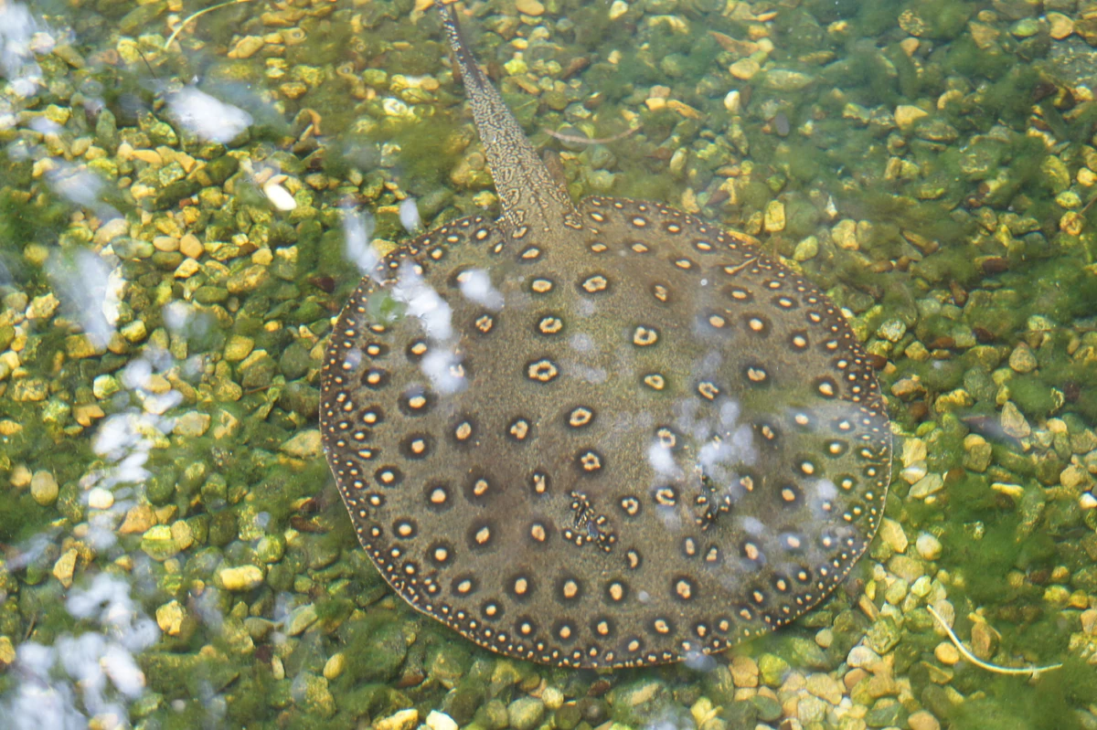 Ocellate River Stingray | NatureRules1 Wiki | Fandom